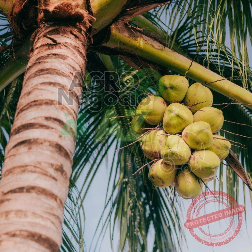 10 Municípios Brasileiros Maiores Produtores de Coco - Agronegócio AZ